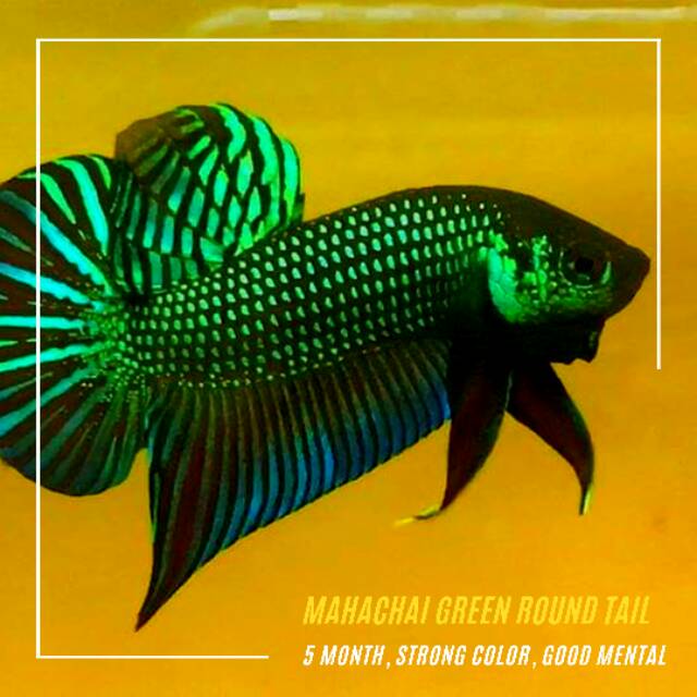 Jual Wild Betta mahachai Green - Cupang Alam Mahachai Green | Shopee ...