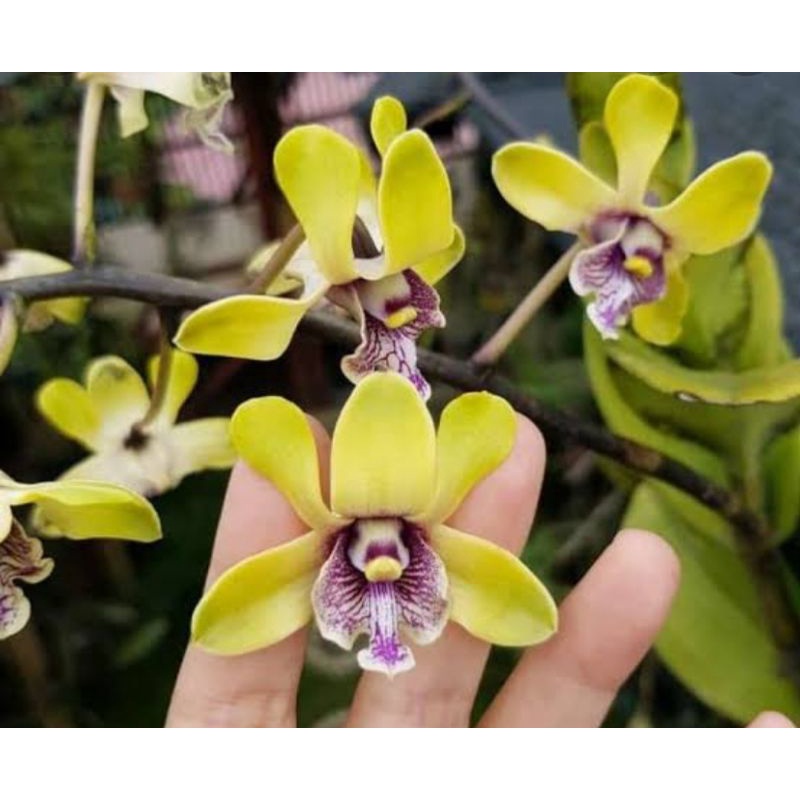 Jual Remaja dendrobium besi Anggrek Dendrobium Keriting Melintir ...