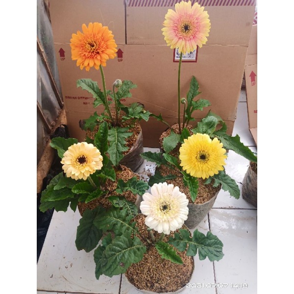 Jual plant gerbera dewasa warna terbaru sudah bunga(import) | Shopee ...