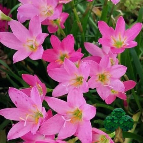 Jual tanaman hias lili hujan - bunga pink - kucai bunga | Shopee Indonesia