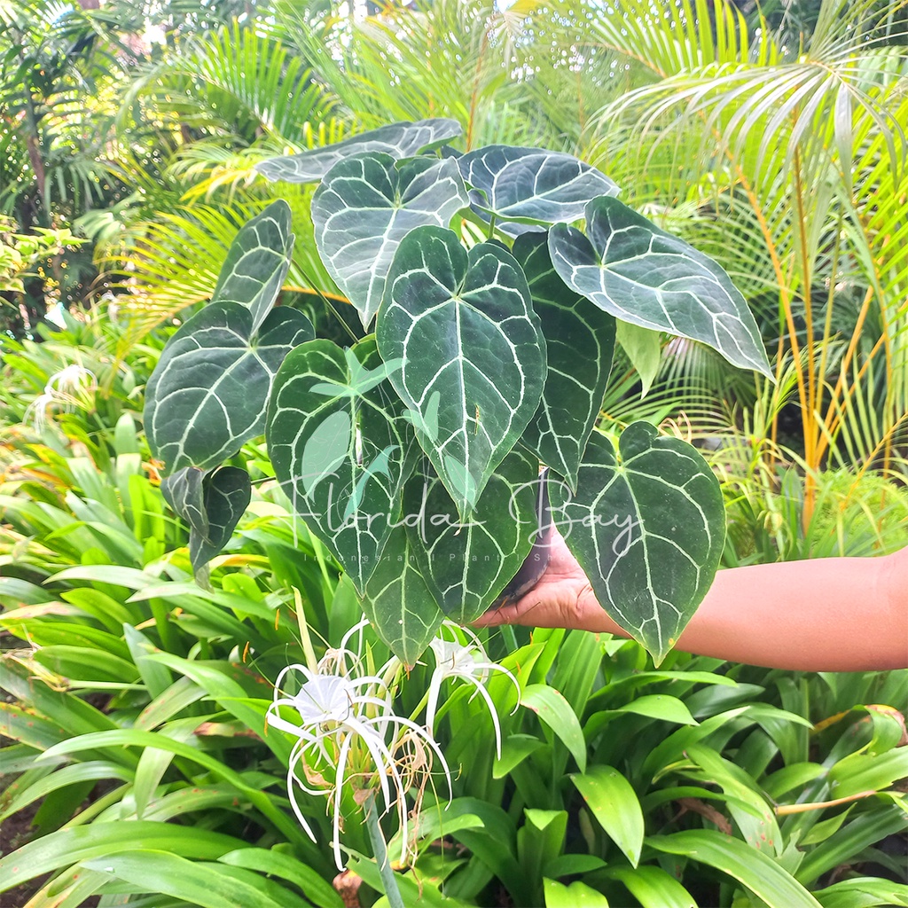 Jual Tanaman Hias Kuping Gajah - Anthurium Tarantula | Shopee Indonesia