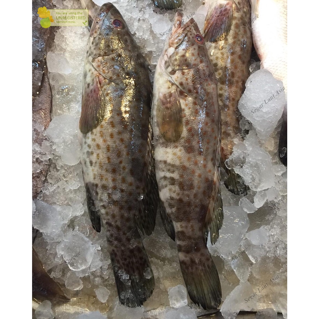 Jual Ikan Kerapu Totol/Kerapu Lumpur Ikan Kerapu Fresh 1Kg | Shopee ...