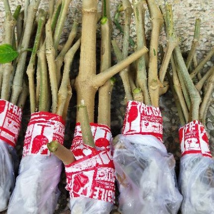 Jual Bibit Tricanthera gigantea/ketum ayam/tricantera/TG/trichantera ...