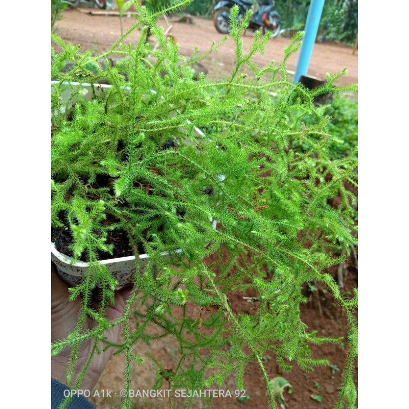 Jual Tanaman Lumut Hias /Lumut rane/tanaman rambat hiasan dingding ...