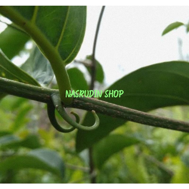 Jual DAUN CAKAR ELANG 1KG SEGAR PO | DAUN KAIT KAIT LANGSUNG PETIK | FAMILI KAYU BAJAKAH ...