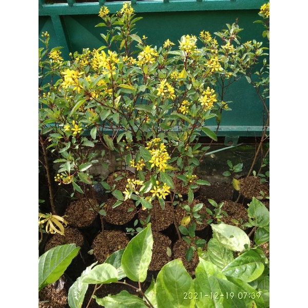 Jual bunga hujan mas udah dewasa pakan klanceng vegetasi lebah | Shopee ...