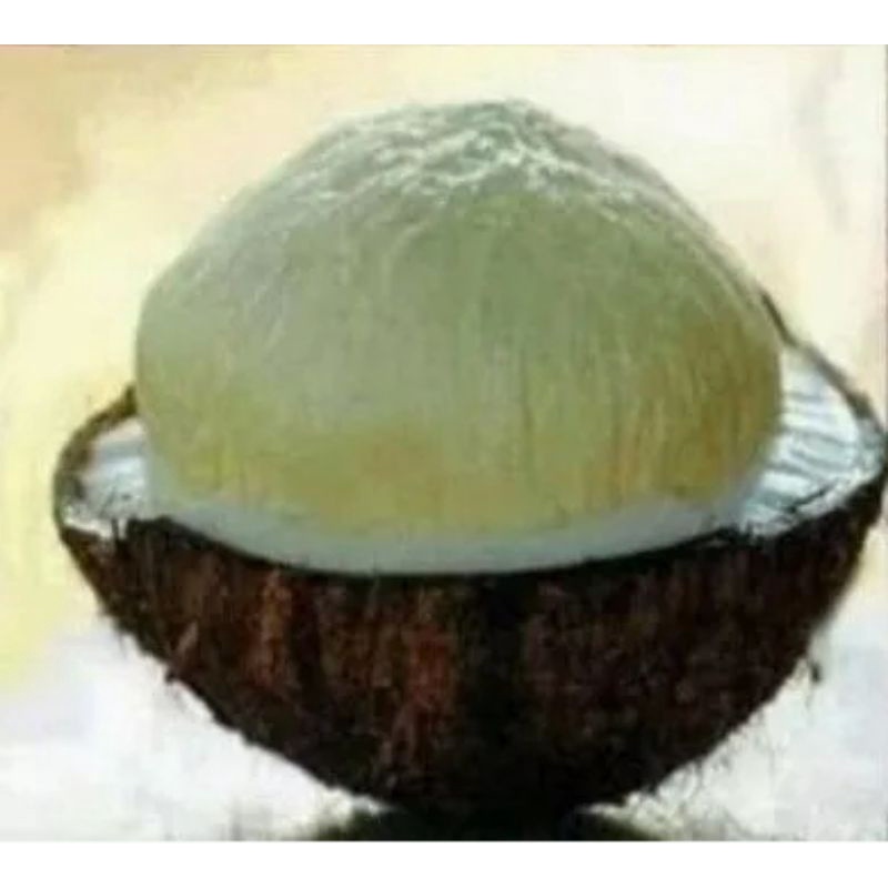 Jual kentos kelapa fresh | Shopee Indonesia