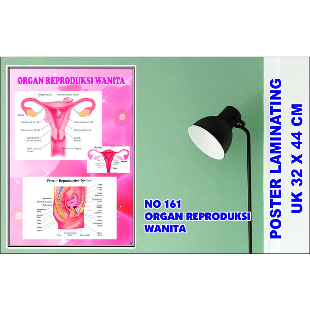 Jual POSTER KESEHATAN NO . 161 ( ORGAN REPRODUKSI WANITA ) | Shopee Indonesia