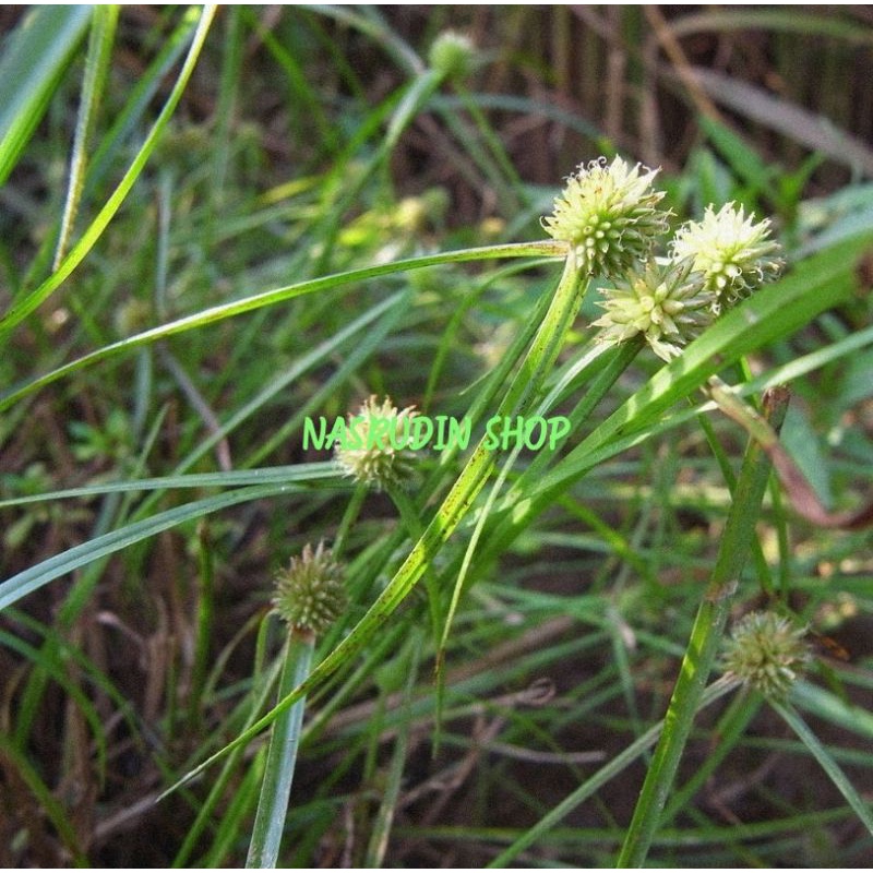 Jual DAUN RUMPUT PENDUL SEGAR UTUH / KYLLINGA BREVIFOLIA / JUKUT PENDUL ...