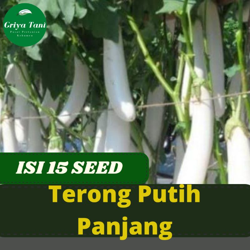Jual 15 Benih Bibit Terong Putih Panjang Benih Sayur Terong Putih ...