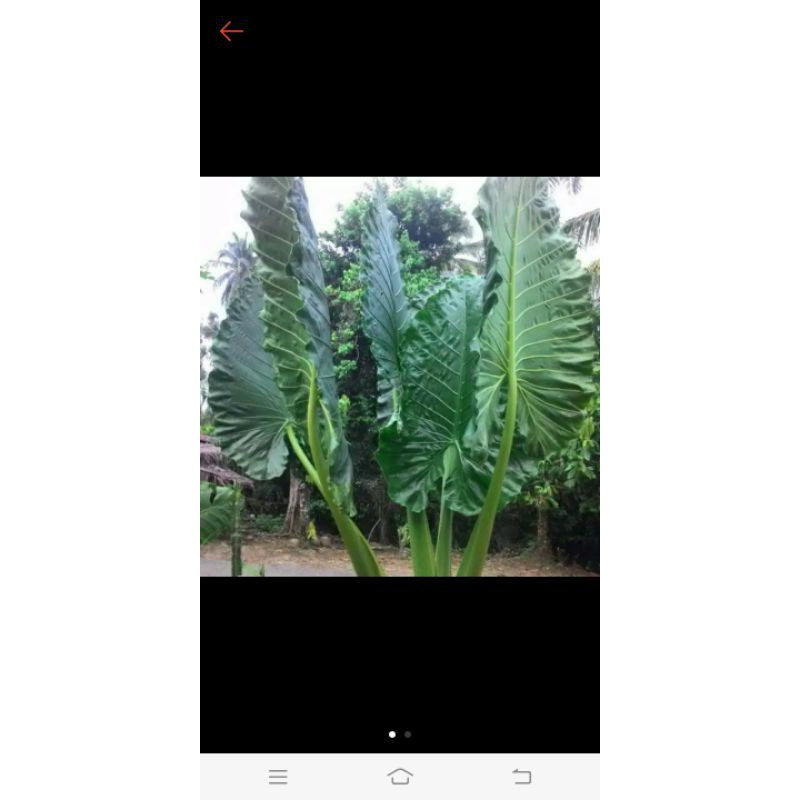Jual Tanaman hias talas sente, bisa untuk pakan ikan | Shopee Indonesia