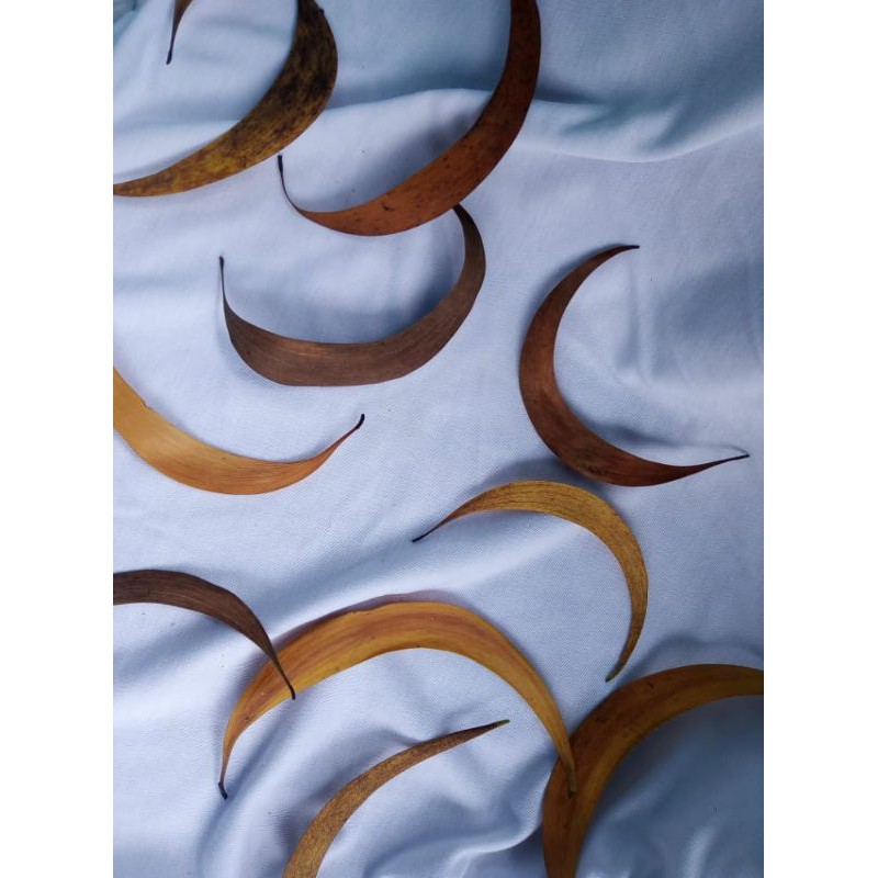 Jual {Project.ID} Daun kering bentuk bulan sabit/ DAUN KERING | Shopee ...
