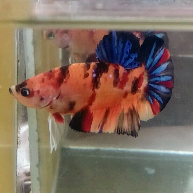 Jual ikan cupang plakat nemo multi sesuai foto real pict | Shopee Indonesia