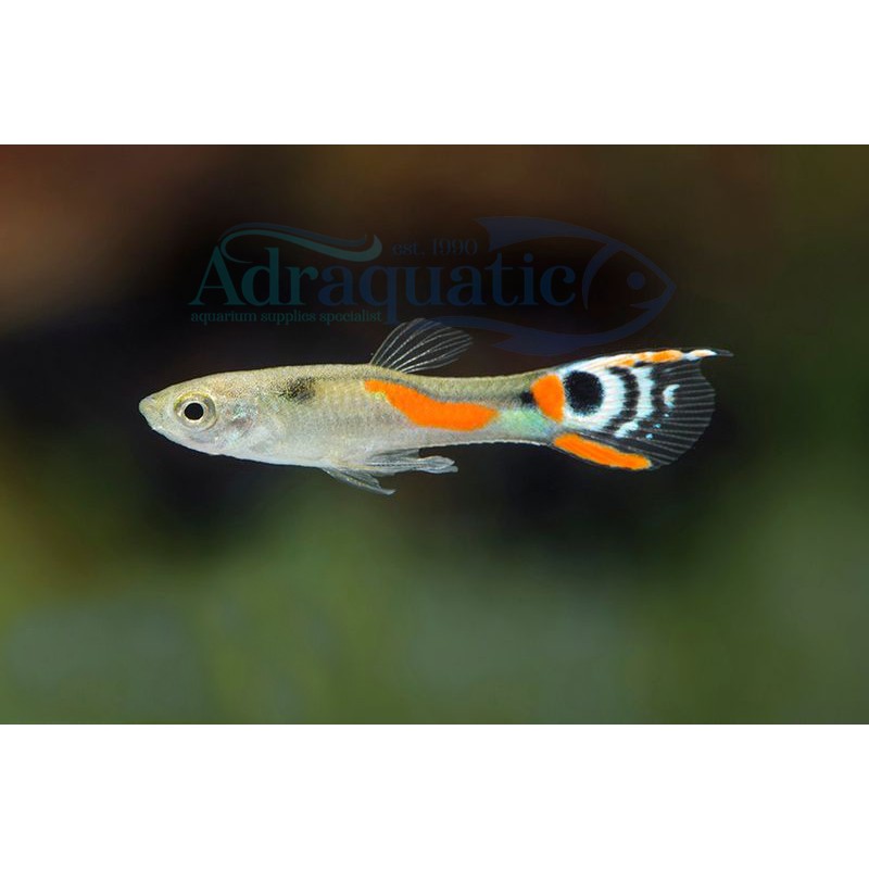 Jual (BANDUNG) IKAN HIAS GUPPY WHITE PEACOCK POECILIA WINGEI ENDLER ...