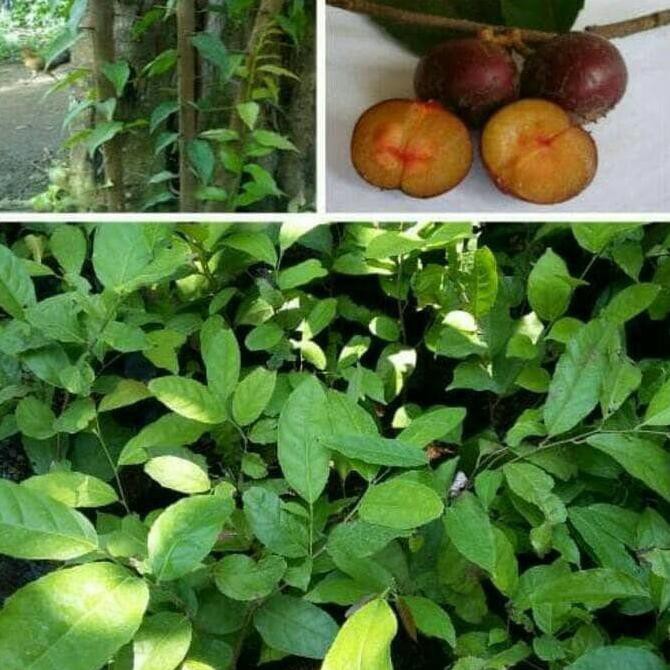 Jual Jual Bibit Tanaman Buah Rukem - Buah Langka | Shopee Indonesia