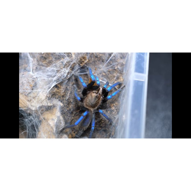 Jual mainan birupes simoroxigorum | Shopee Indonesia