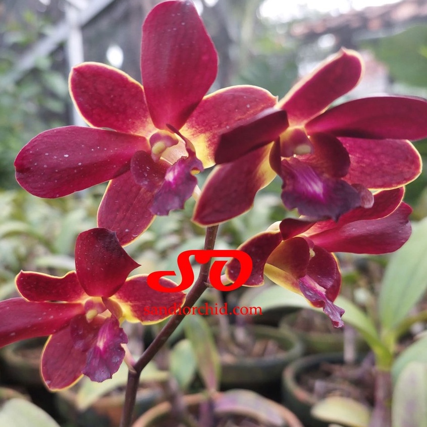 Jual [ DEWASA ] Dendrobium Suwan Brown : Pesona Anggrek Coklat ...