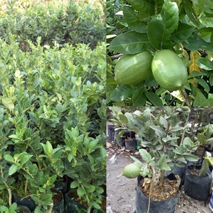 Jual Bibit Jeruk Lemon Jumbo asli | Shopee Indonesia