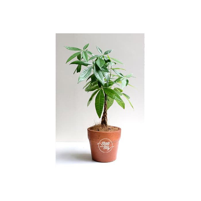 Jual Pacira Money Tree / Pachira Kepang / Dipercaya Tanaman Hoki Bagus ...