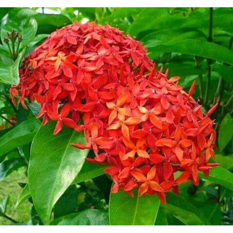 Jual bunga asoka/sOkO warna bungga merah ukuran remaja ya ka | Shopee ...