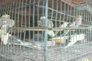 Jual BURUNG FALK FALAK PARKIT AUSTRALIA DEWASA SIAP TERNAK PENGIRIMAN ...