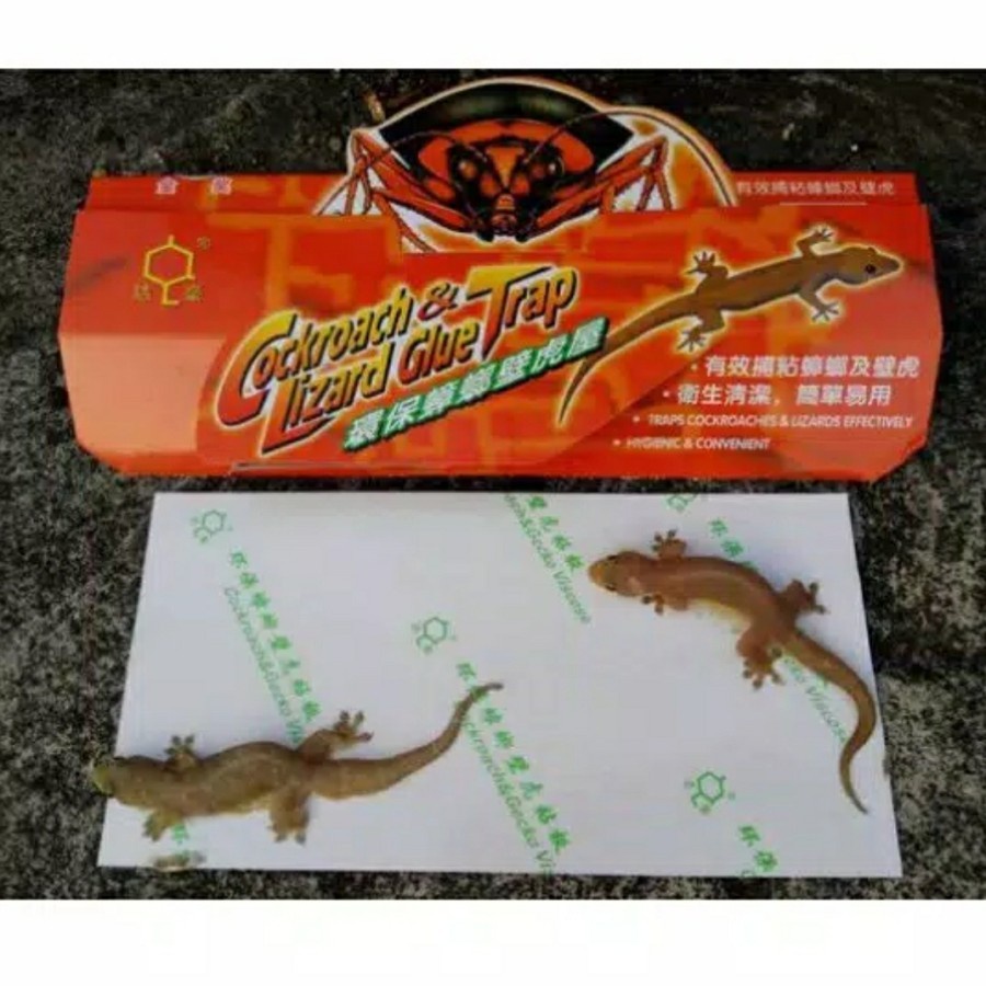 Jual GROSIR LEM CICAK KECOAK UMPAN TRAP SERANGGA PEST CONTROL PERANGKAP ...