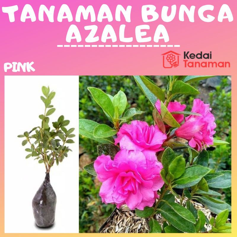 Jual Tanaman Hias Hidup Bunga Azalea Pink Tumpuk - Bunga Hidup Saliyah Pink Tumpuk - Asalia Pink ...