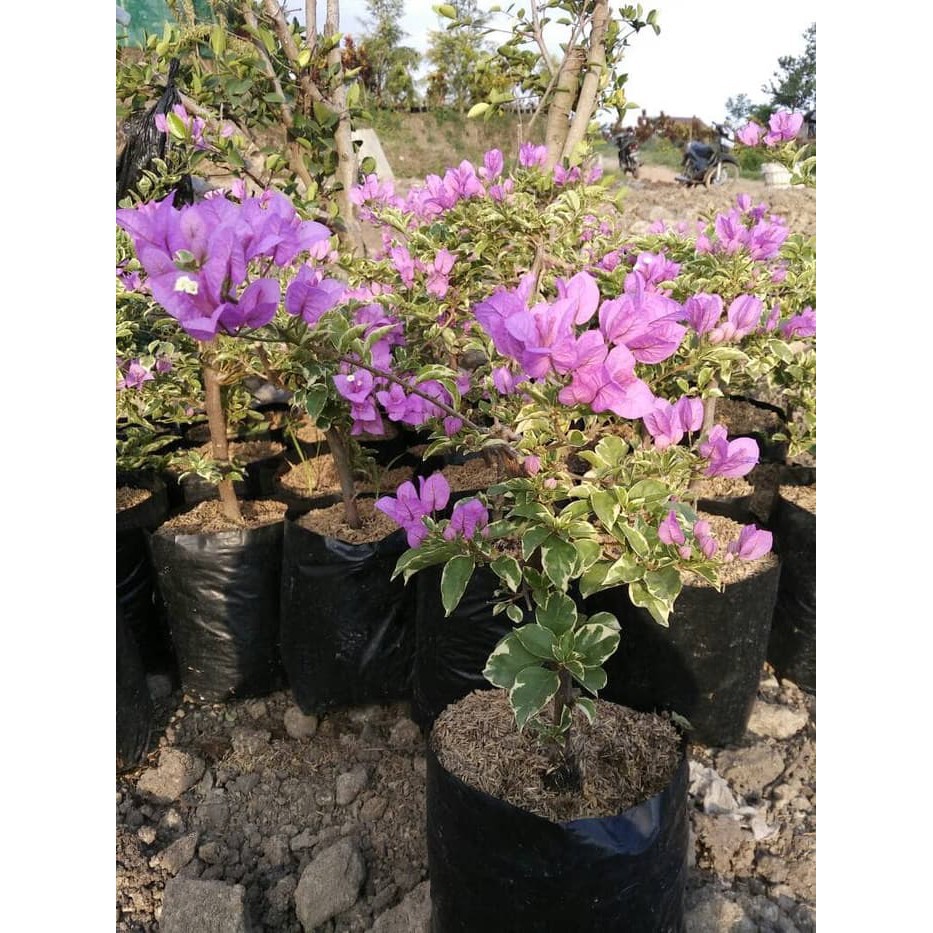 Jual Bibit Bugenvil Variegata Ungu (ORIGINAL) | Shopee Indonesia