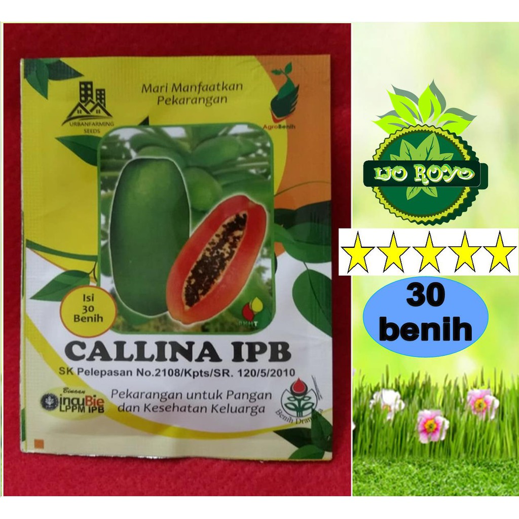 Jual Benih Pepaya calina california Callina IPB IPB9 original | Shopee Indonesia