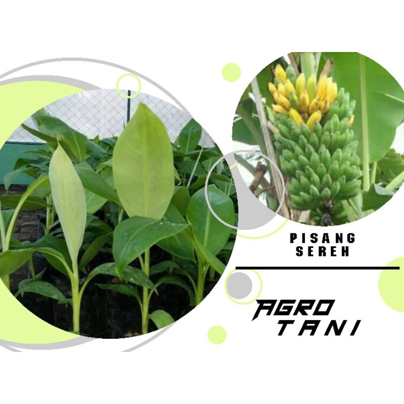 Jual bibit pisang raja sereh | Shopee Indonesia