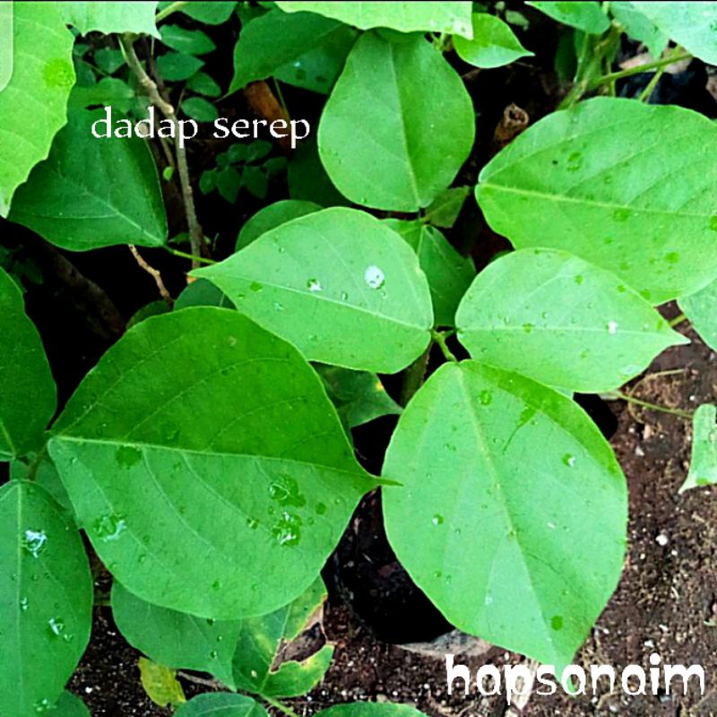Jual tanaman Dadap Serep Gamal B Mengkudu Singkil Bebuas Awar Awar ...