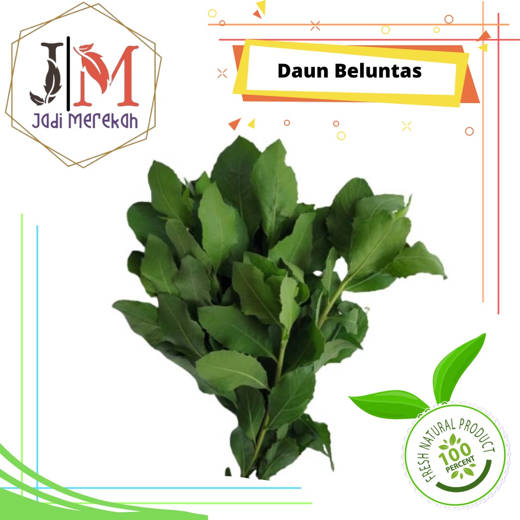 Jual [JM SoFresh] - Daun Beluntas / Daun Luntas Segar Fresh | Shopee ...