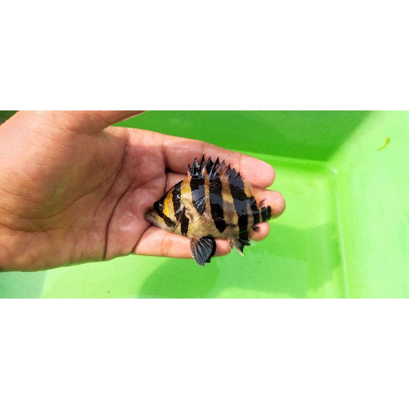 Jual Datz gold sumatra 8 - 10 cm an | Shopee Indonesia