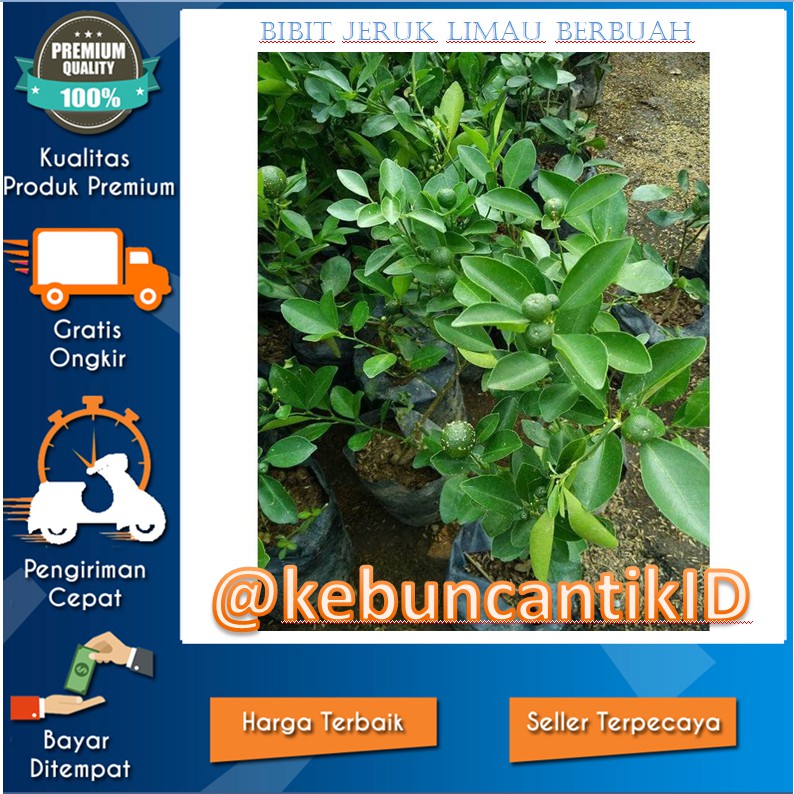 Jual BIBIT TANAMAN BUAH JERUK LIMAU JERUK SAMBAL UNGGULAN SUPER ...
