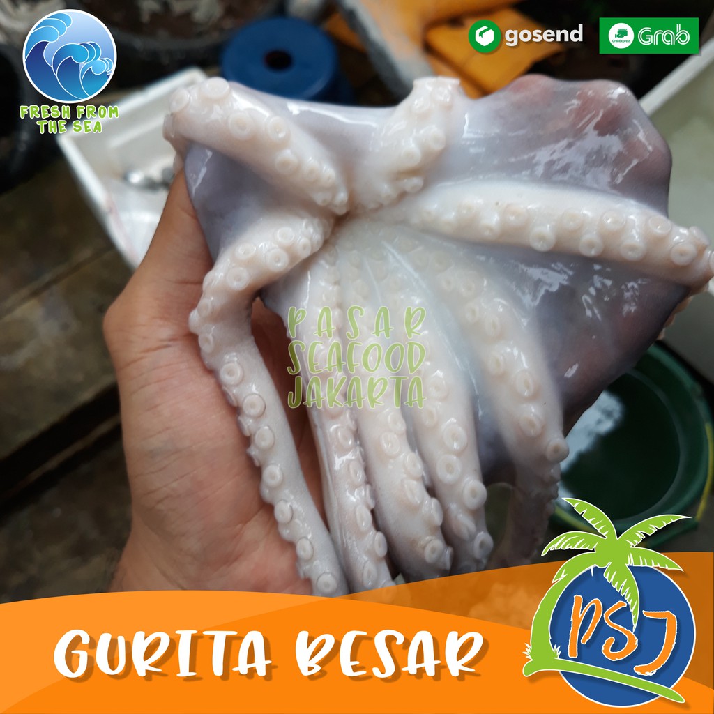 Jual BABY OCTOPUS 1Kg isi 1-2 Ekor/Gurita segar besar/Gurita takoyaki ...