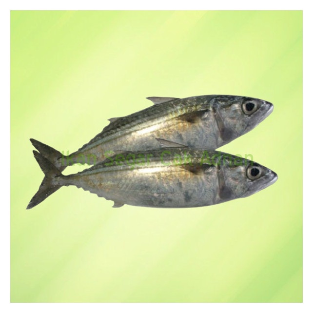 Jual Ikan Kembung Layang Segar Fresh 500 Gr | Shopee Indonesia