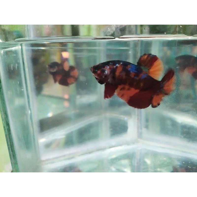 Jual cupang giant nemo ikan hiasan aquarium/akurium | Shopee Indonesia