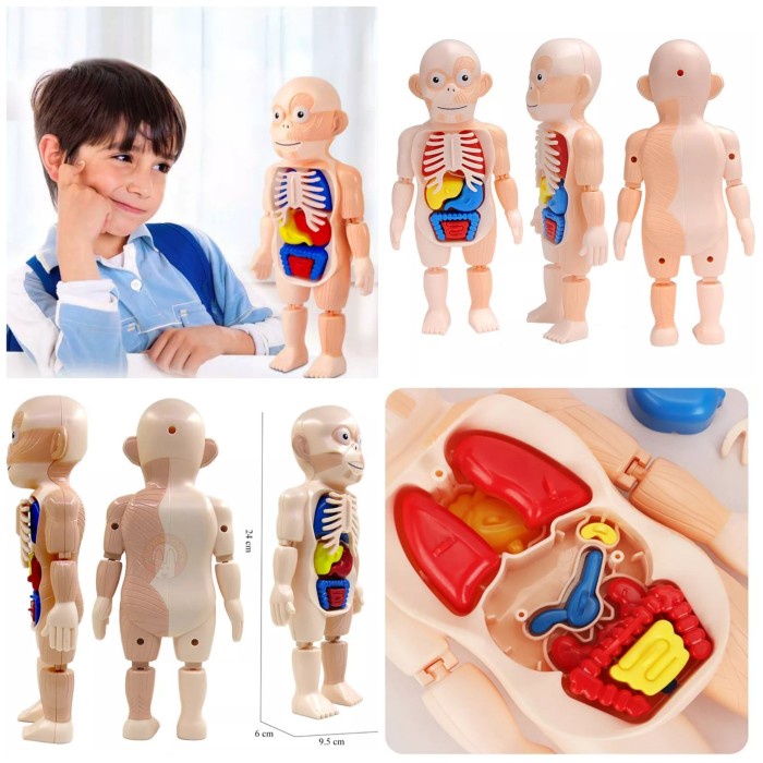 Jual Mainan Edukasi Anak Anatomi Organ Tubuh Manusia - HUMAN BODY ANATOMY | Shopee Indonesia