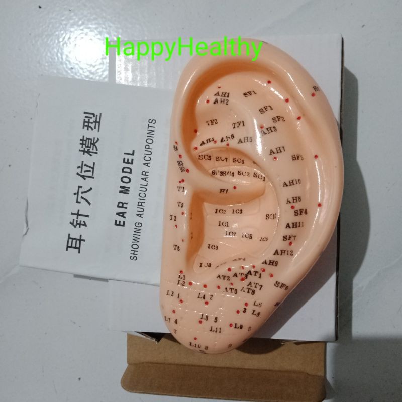 Jual patung/manekin alat titik akupuntur telinga ,alat kesehatan medis ...