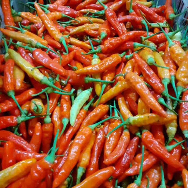 Jual Cengek domba / cengek merah fresh bandung | Shopee Indonesia