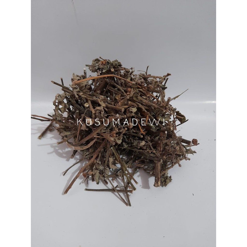Jual Daun Sidogori Kering / Sadagori 50 gram | Shopee Indonesia