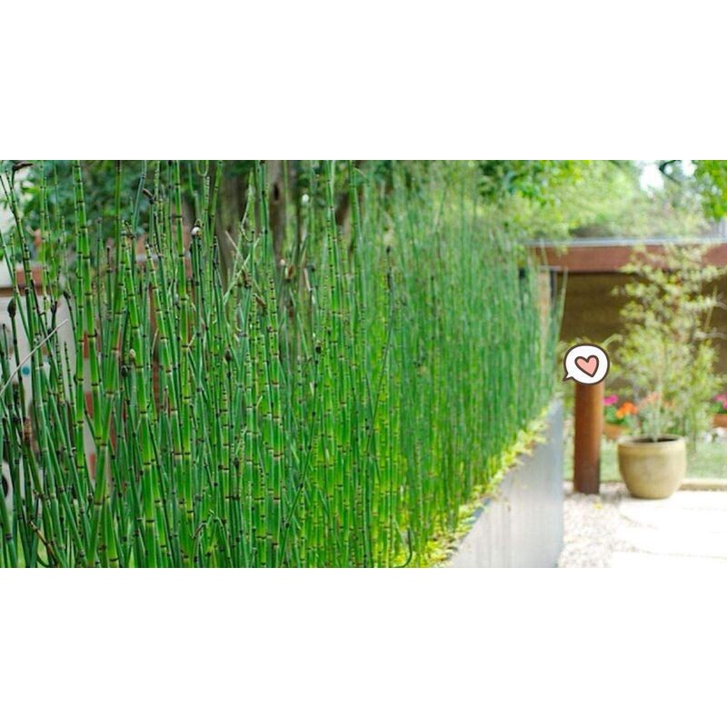 Jual Tanaman Hias Bambu Air - Pohon Bambu Air ( Tanaman hias hidup ...