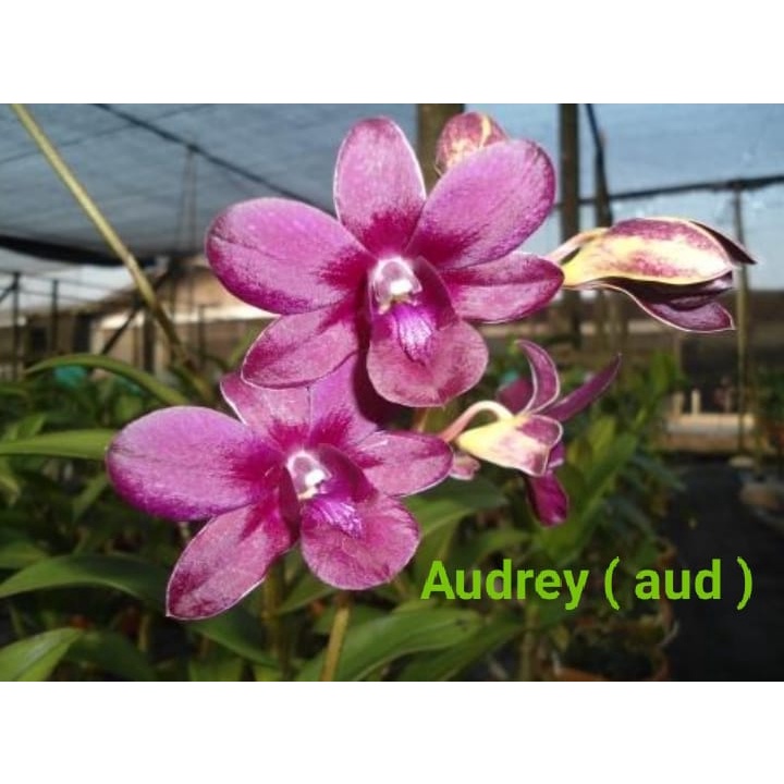 Jual Anggrek dendrobium Dark Purple Audrey ( AUD ) | Shopee Indonesia