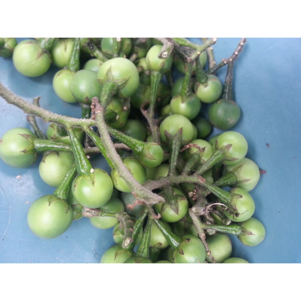 Jual Buah Takokak / Tekokak / Solanum Torvum / 500Gram | Shopee Indonesia