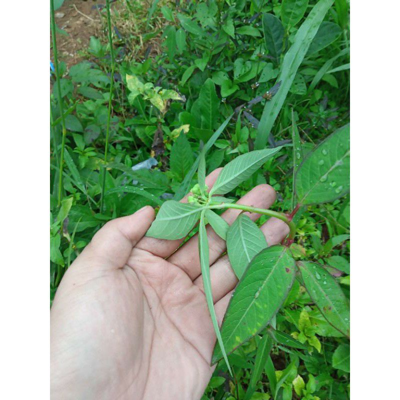 Jual daun kate mas atau patik mas 300 gram | Shopee Indonesia