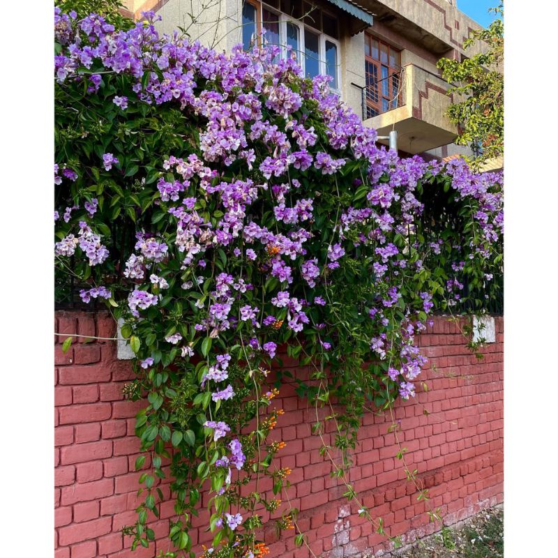 Jual Tanaman Hias Garlic Vine Bibit Bunga Garlic Vine Bunga Stefanot ...