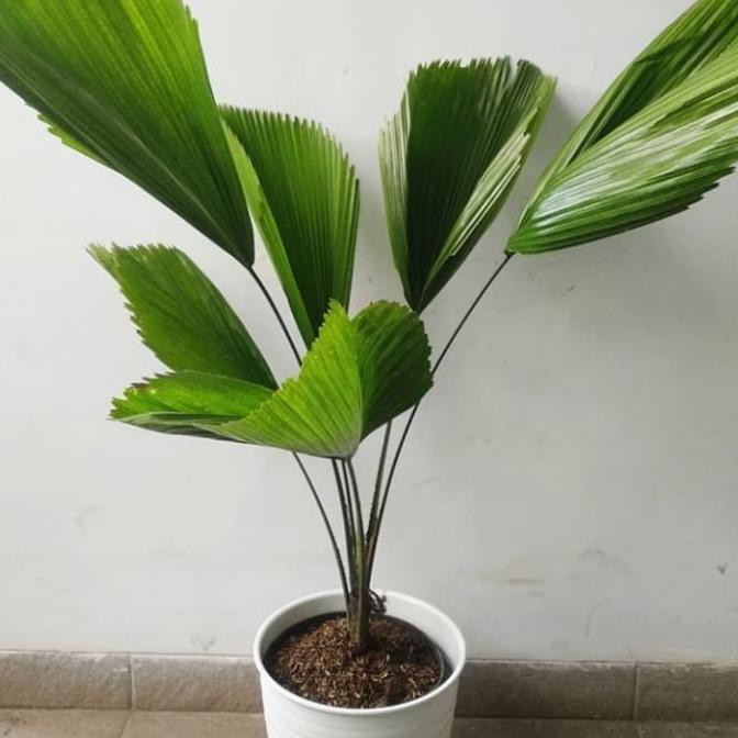 Jual Tanaman Hias Palem Kipas / Fountain Palm + Pot Cantik Dan Batu ...