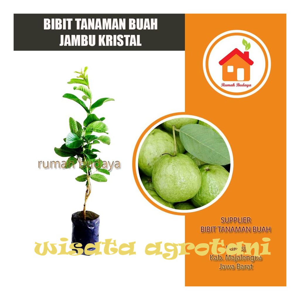 Jual Bibit Tanaman Jambu Kristal Super Jambu Tanpa Biji WISATA AGROTANI ...