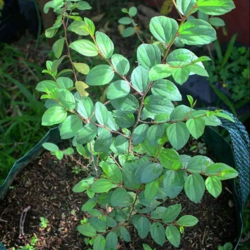 Jual Tanaman Herbal Bidara, Pohon Bidara | Shopee Indonesia