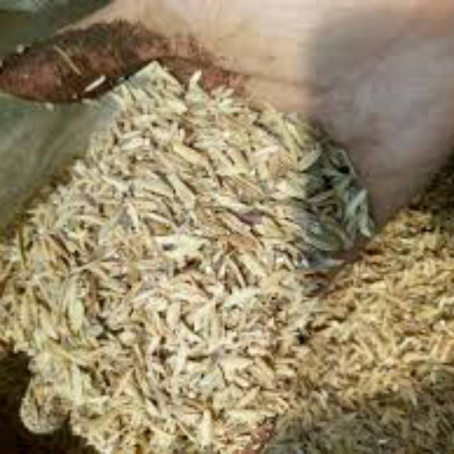 Jual Sekam padi sekam mentah 500gr | Shopee Indonesia